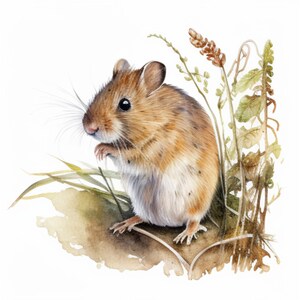 Field Mouse Watercolor PNG Clipart, Mouse Portrait PNG Watercolour ...