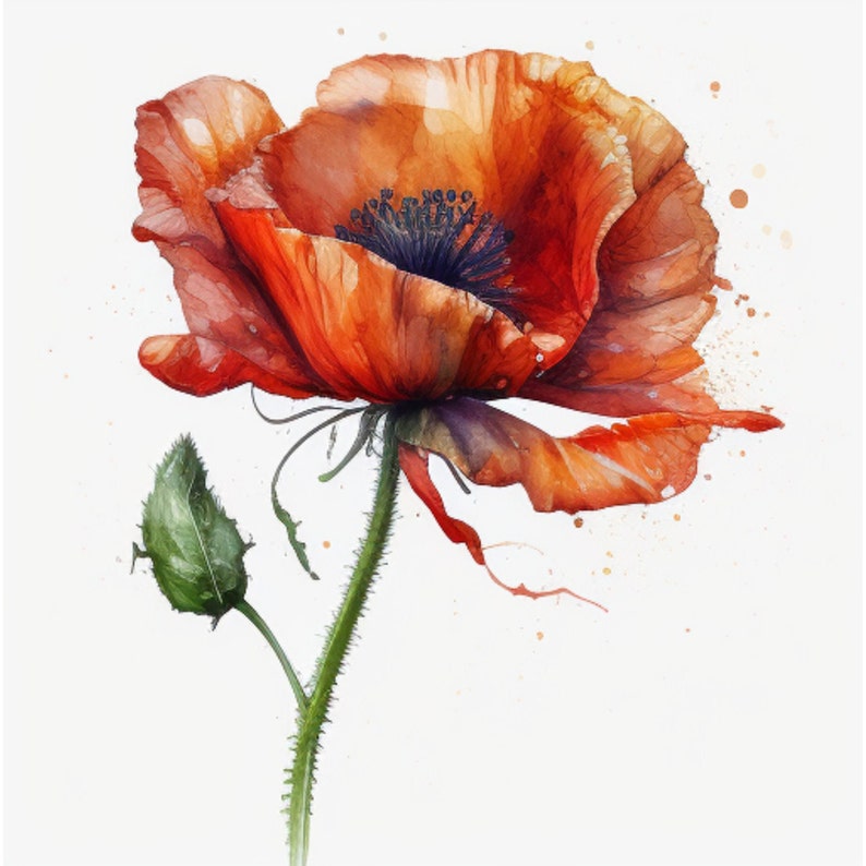 Poppy Watercolor PNG Clipart Poppy Flower Watercolour - Etsy