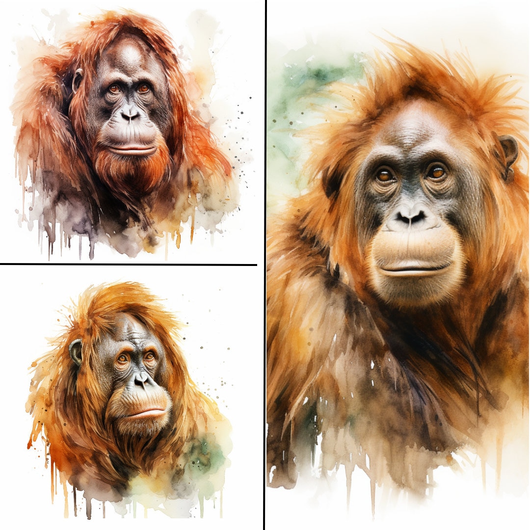 Orangutan, 20 Images, Water Color, Water Colour, Digital Downloads ...