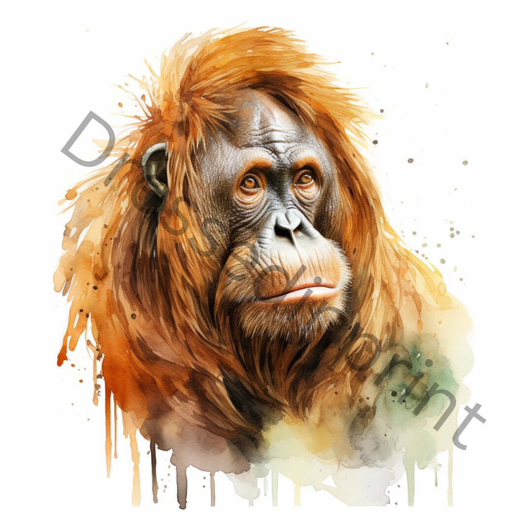 Orangutan, 20 Images, Water Color, Water Colour, Digital Downloads ...