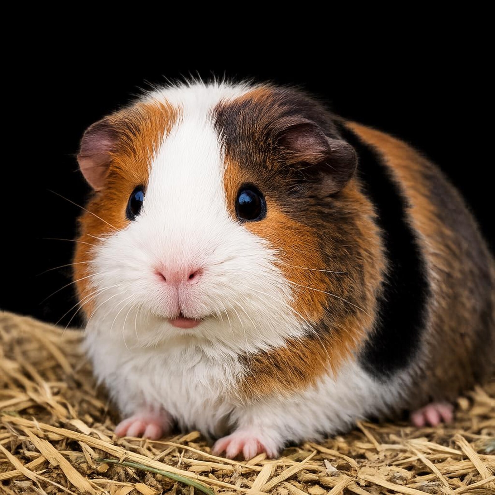 Guinea Pig Coloring Page Printable | Cute Pet Rodent Outline | Kids ...