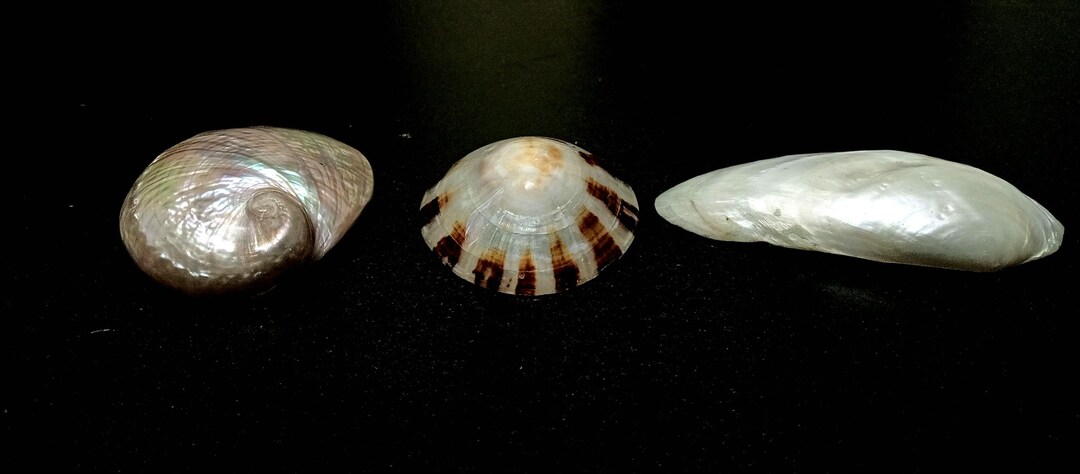 Australian Abalone Shell,silver Ablone Seashell,natural Limpet Shell,combination of Australian ...