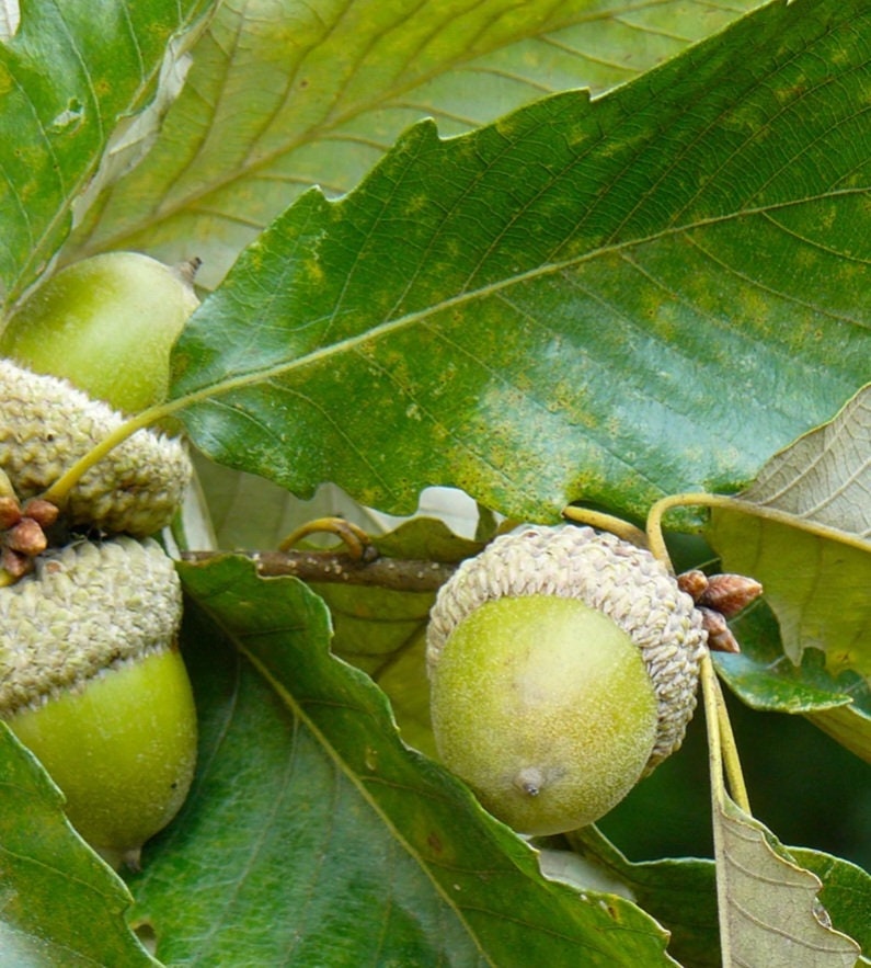 Cork Oak Acorn