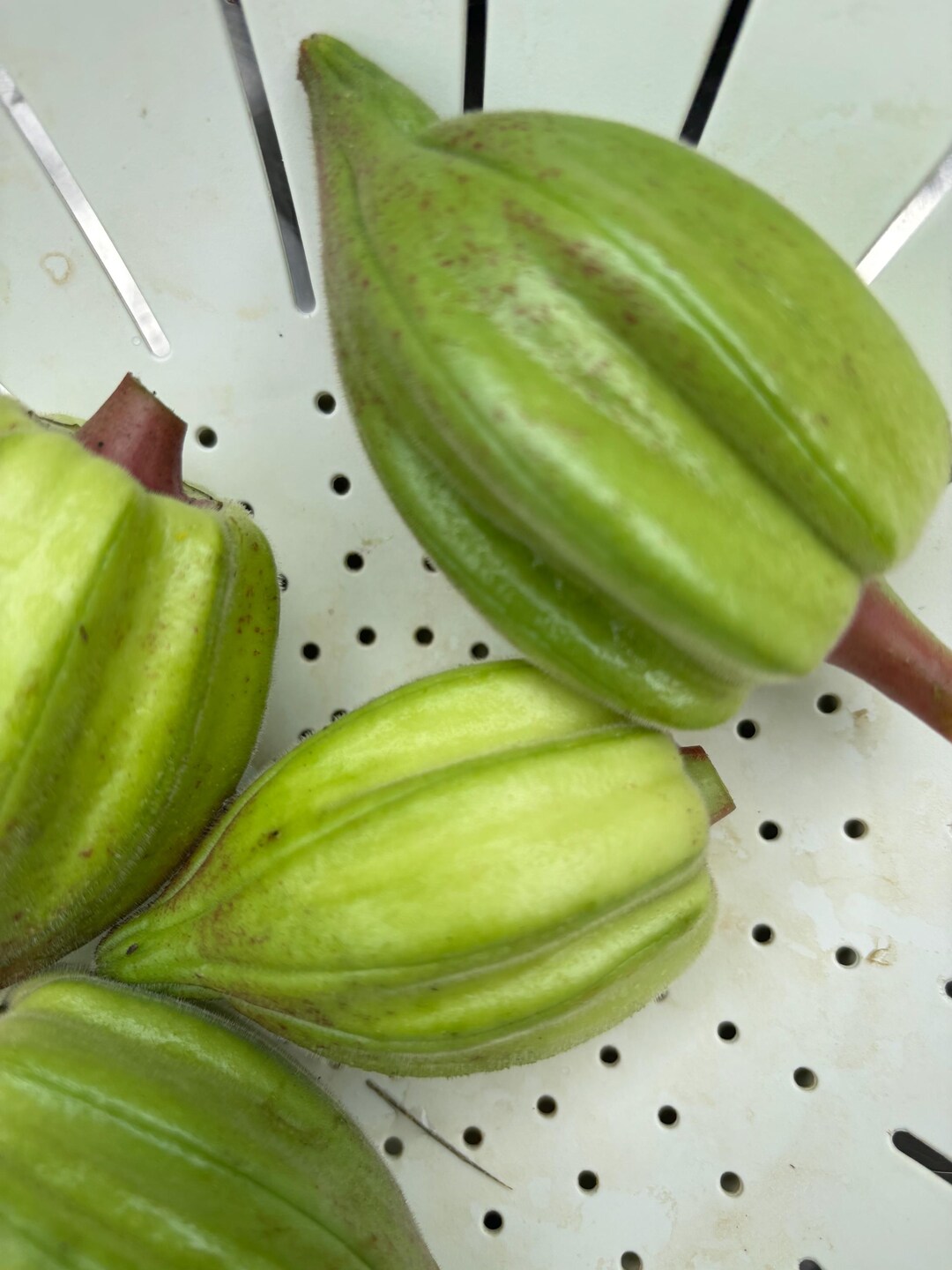 Alabama Red Okra Seeds (50 Seeds) - Etsy