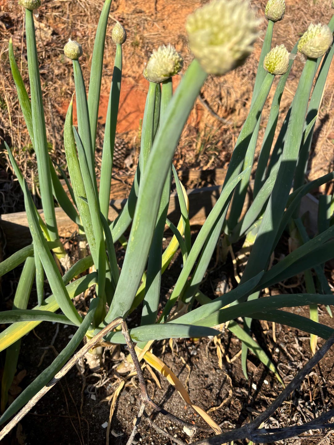 Welsh Onion ( White or Red) - Etsy