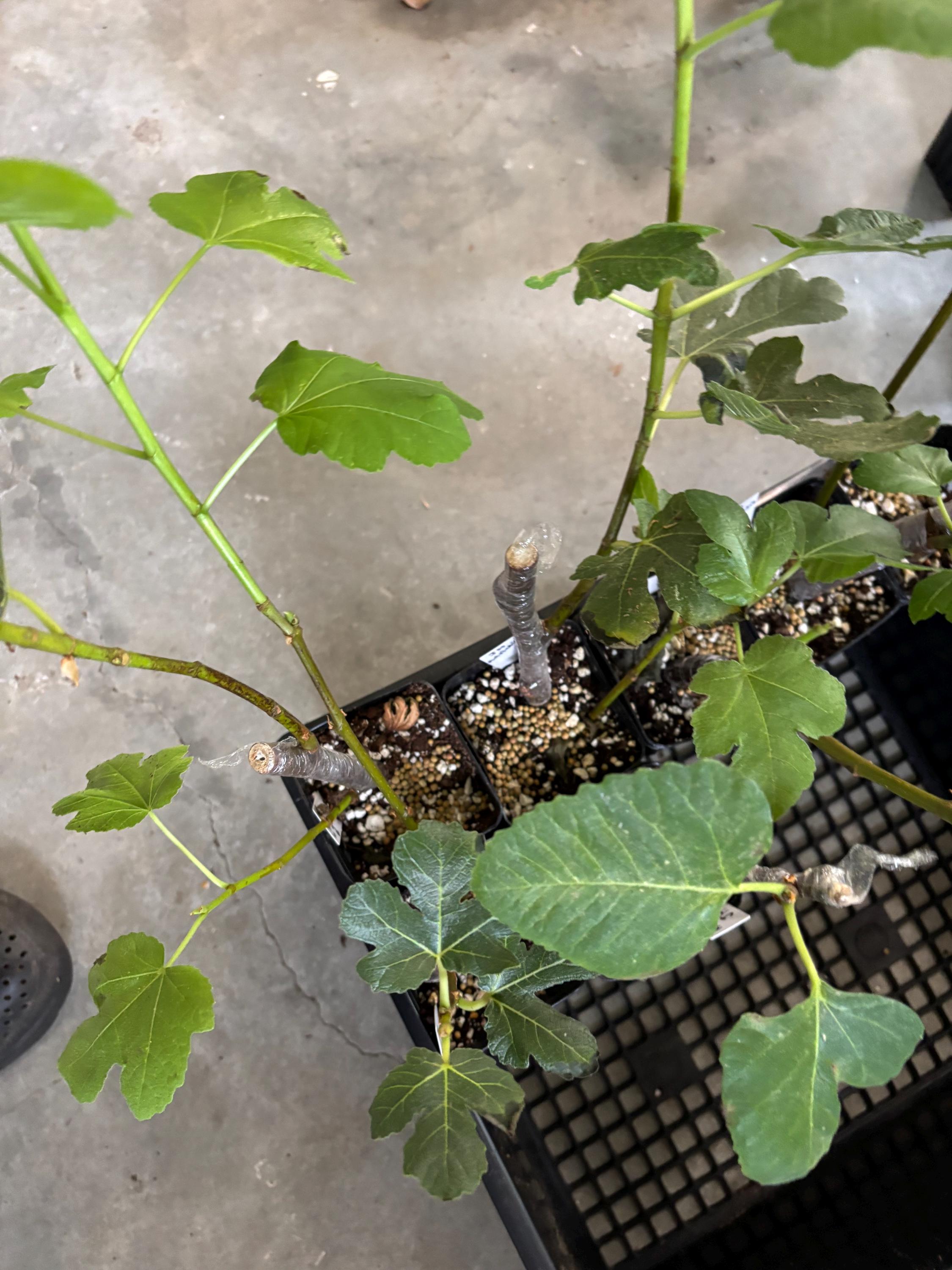 Rare Fig Varieties (rooted Cuttings) - Etsy