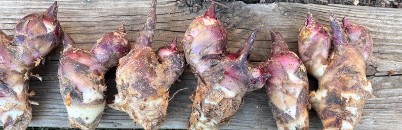 Achira-queensland Arrowroot/canna Edulis (3 Tubers Large or 5 Tubers ...