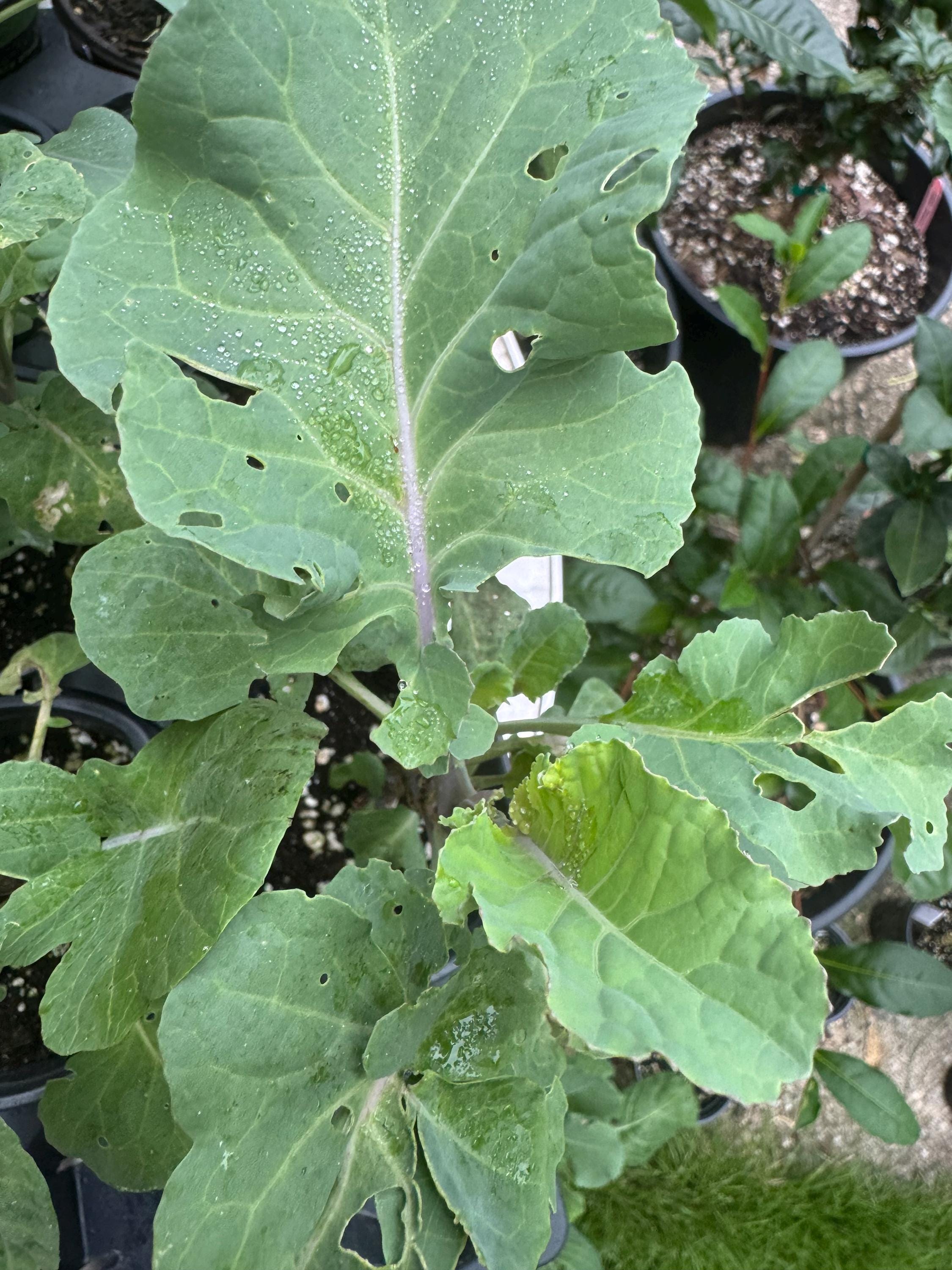Rare and Multiple Variety TREE COLLARDS - Etsy