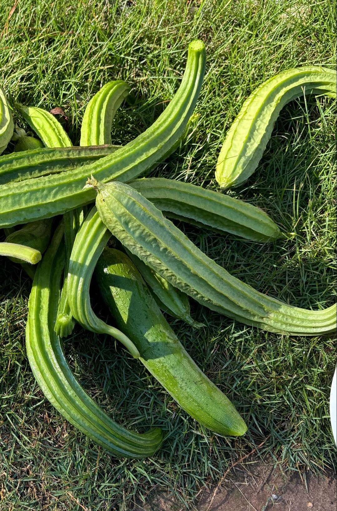 Luffa & Ridge Gourd Seeds: Heirloom Varieties. - Etsy