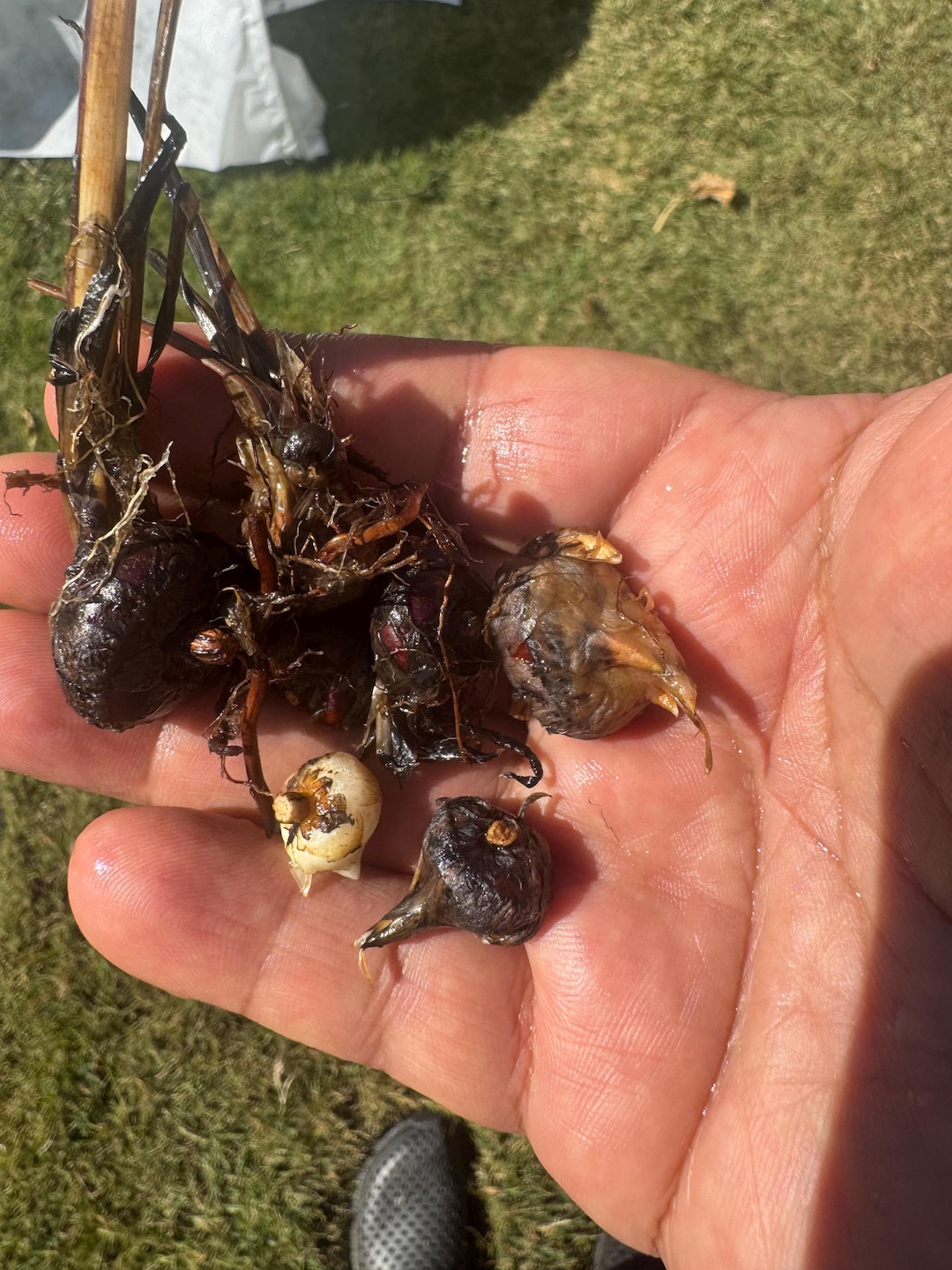 5 Chinese Water Chestnut Bulbs | Eleocharis Dulcis Bulbs - Etsy