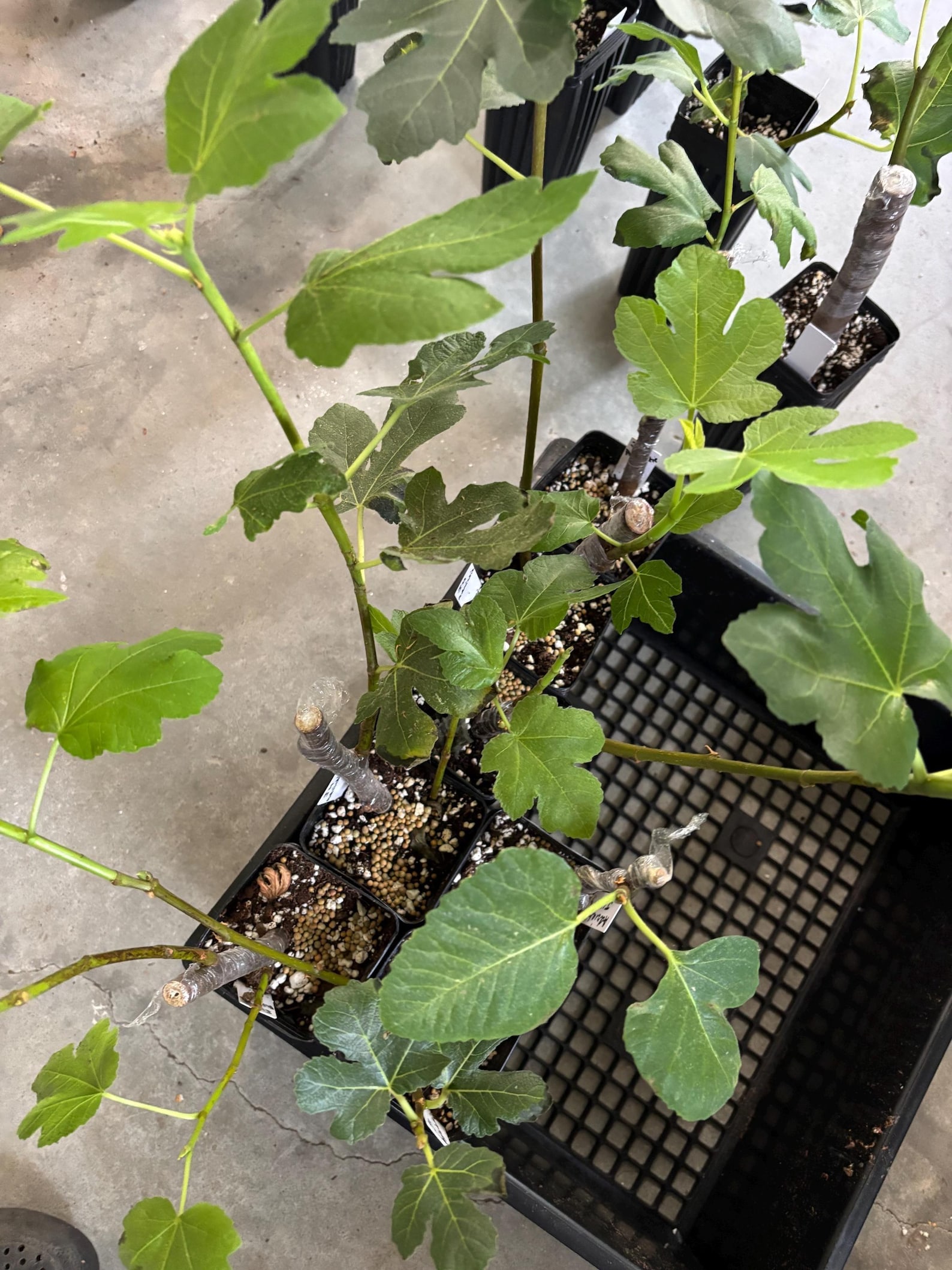 Rare Fig Varieties (rooted Cuttings) - Etsy