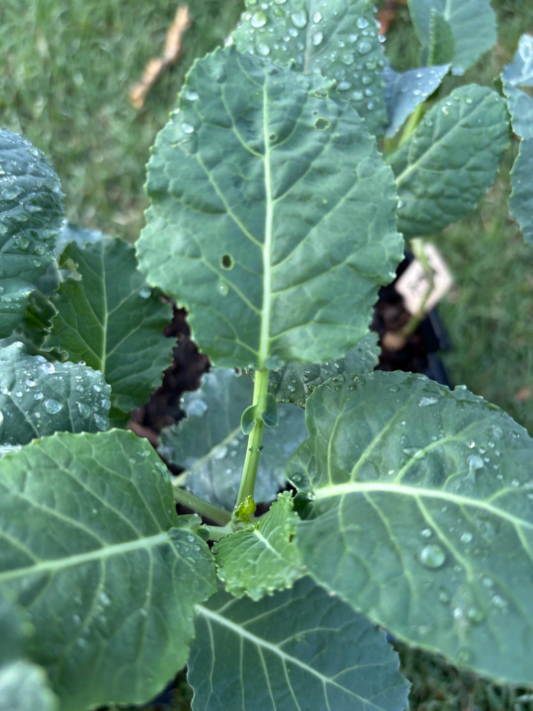 Violet Queen Tree Collard/big Blue Tree Collard/ Michigan Tree Collard ...