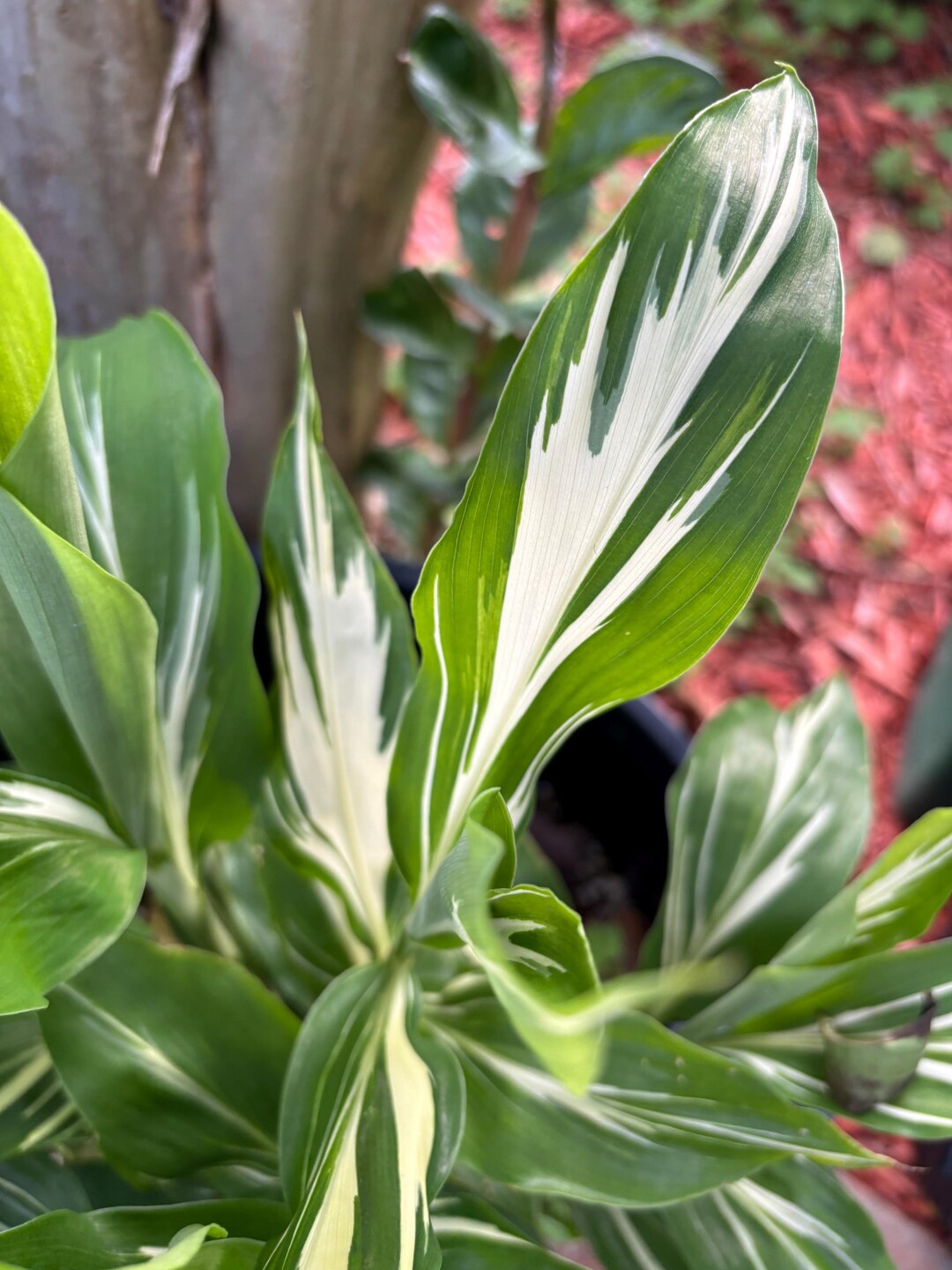 Zingiber Mioga- Myoga Ginger (one Rhizome/root Cutting) - Etsy