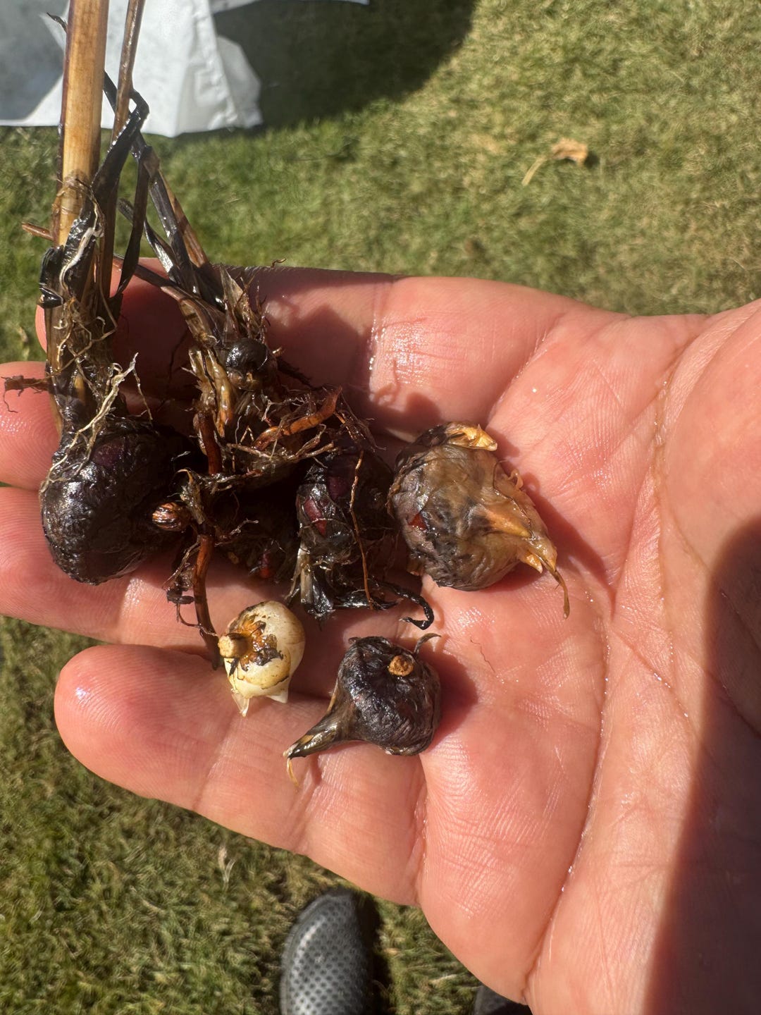 5 Chinese Water Chestnut Bulbs | Eleocharis Dulcis Bulbs - Etsy