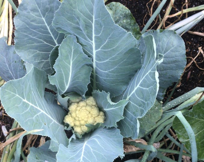 Nine Star Broccoli Seeds - Etsy
