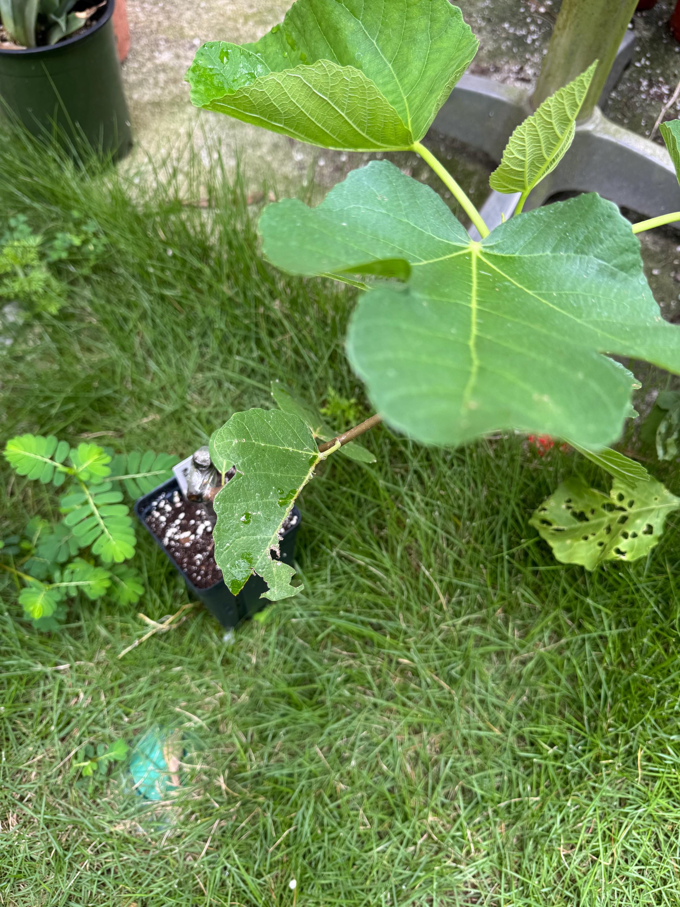 Rare Fig Varieties (rooted Cuttings) - Etsy