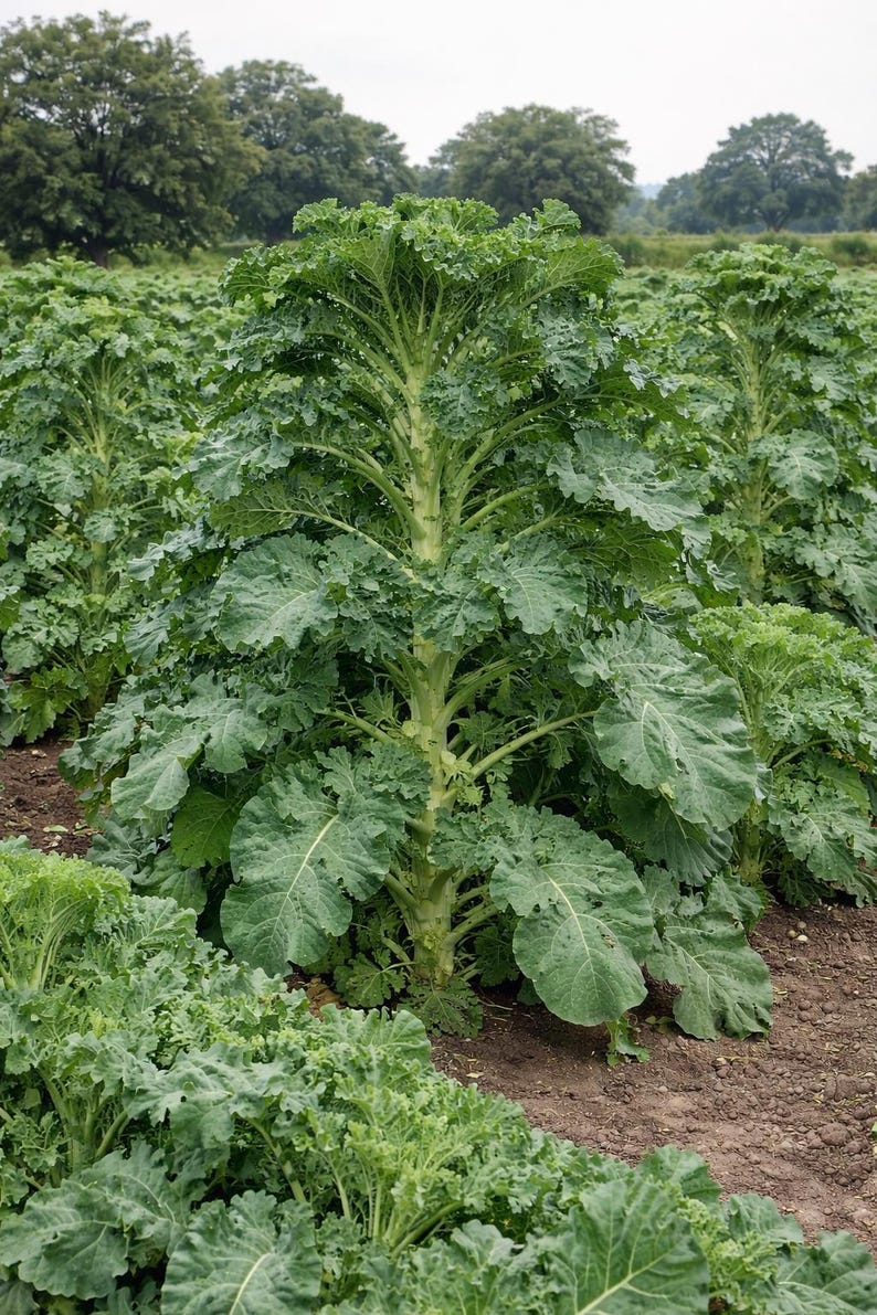 Thousand Head Kale: Perennial Greens - Etsy