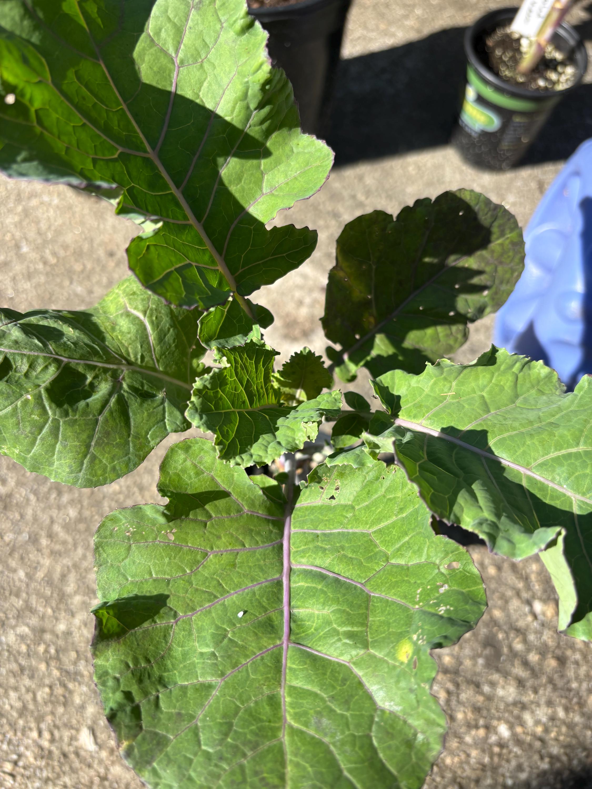 Rare and Multiple Variety TREE COLLARDS Grown From SEED. - Etsy