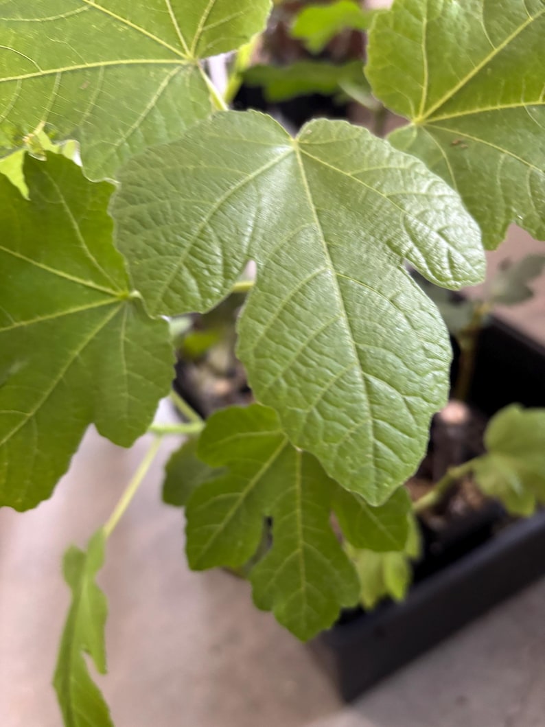 Rare Fig Varieties (rooted Cuttings) - Etsy