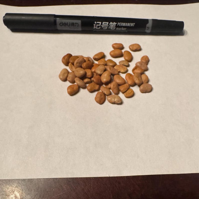Tepary Bean (phaseolus Acutifolius) – Ancient Drought-tolerant Heirloom ...