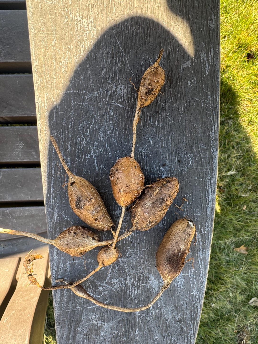 Hopniss-american Ground Nut- Apios Americana - Etsy