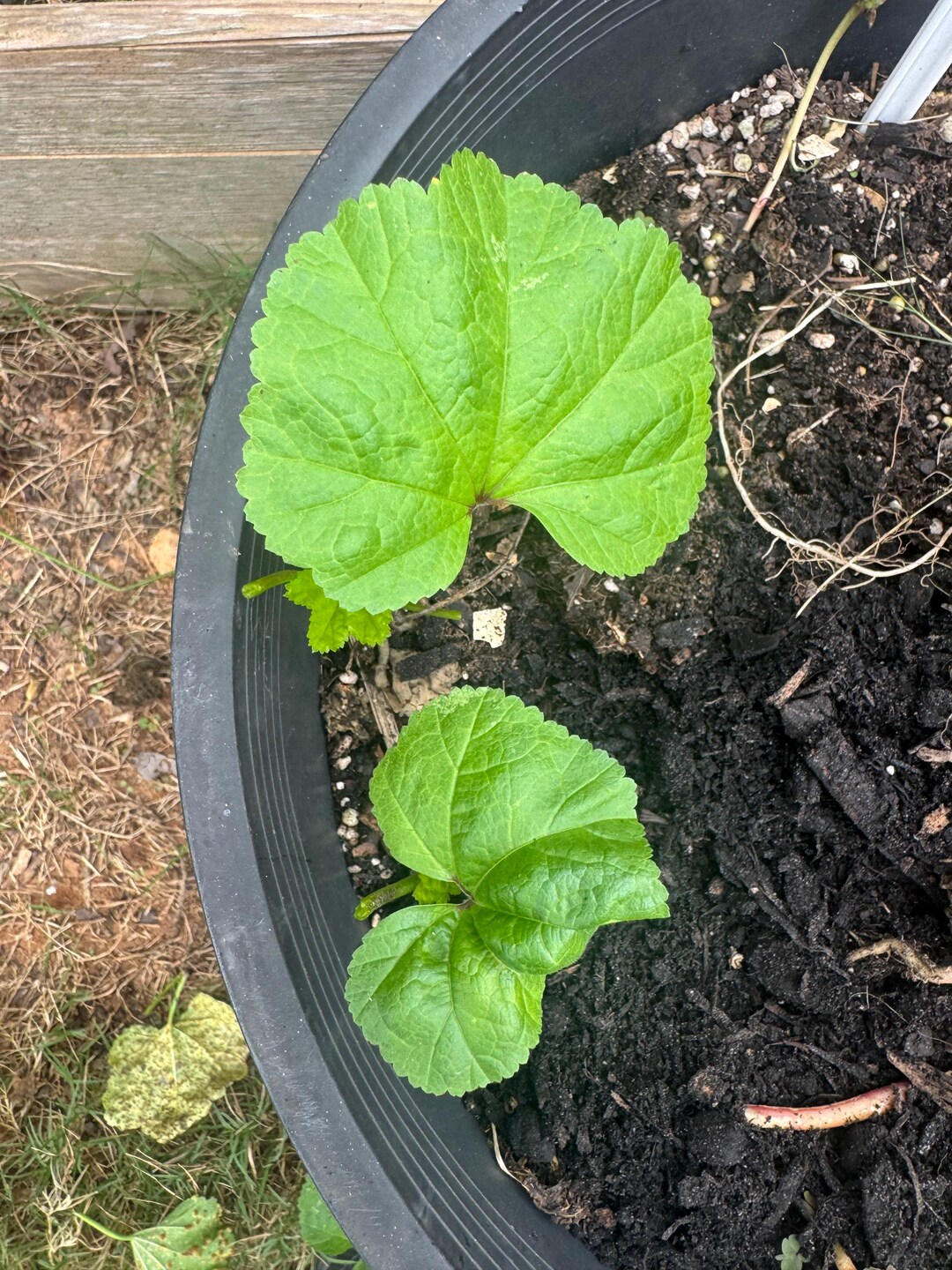 Chinese Mallow (malva Verticillata) Seeds. (100 Seeds) - Etsy