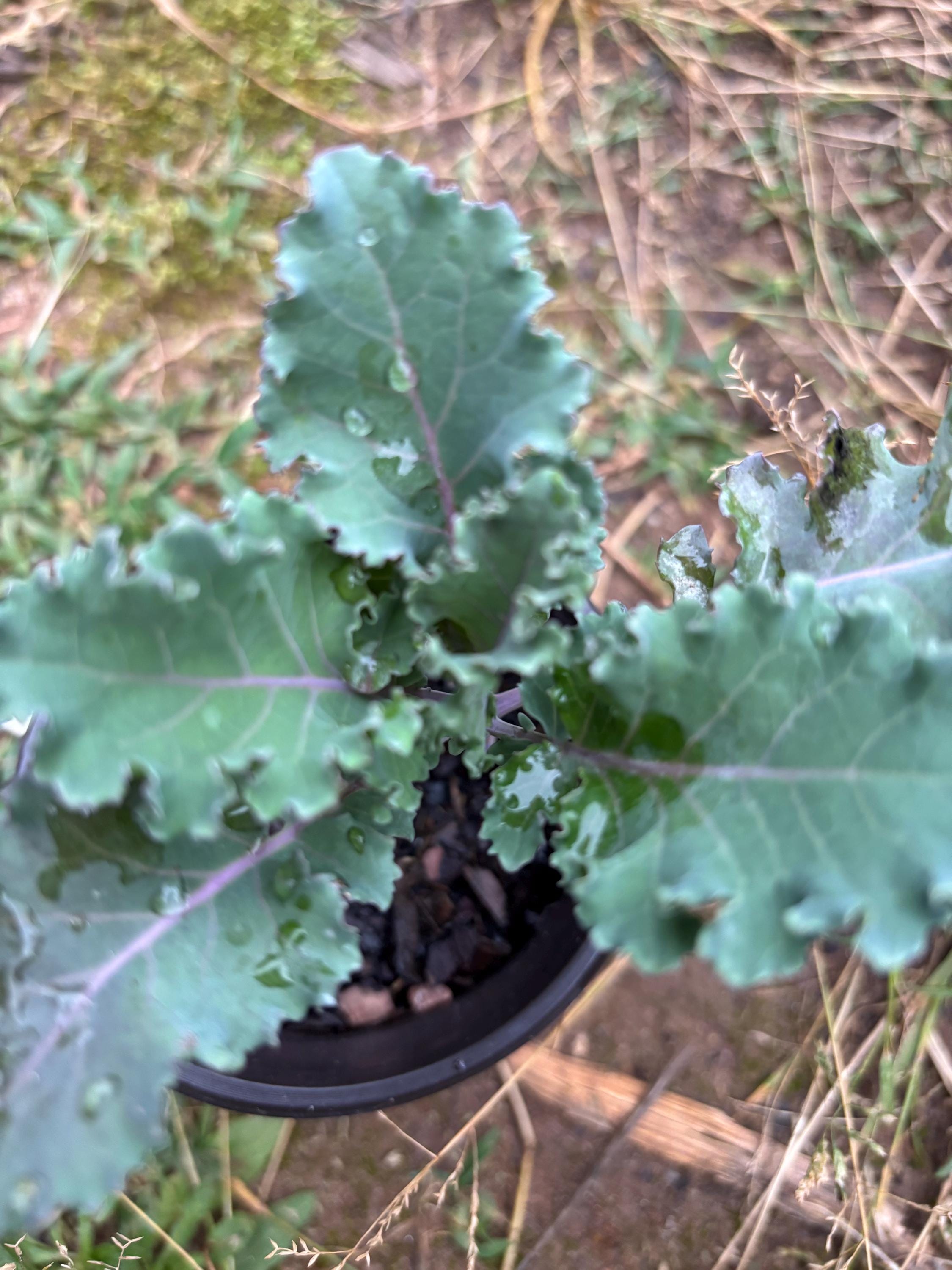 Rare and Multiple Variety TREE COLLARDS Grown From SEED. - Etsy