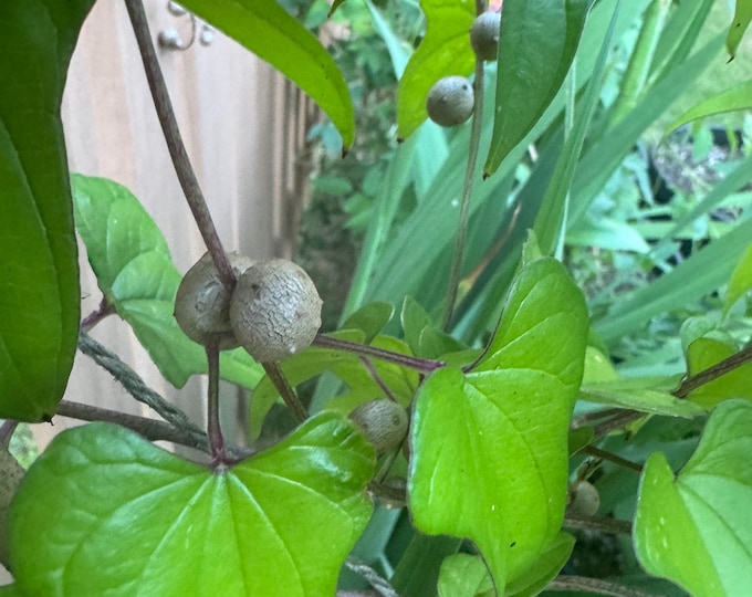 Air Potato/dioscorea Batatas/ Dr Yao Cinnamon Vine/chinese Yam ...