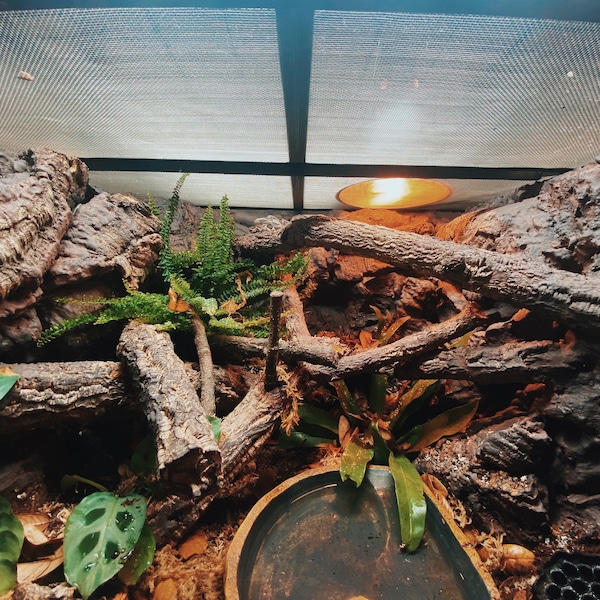 Terrarium Background - Etsy