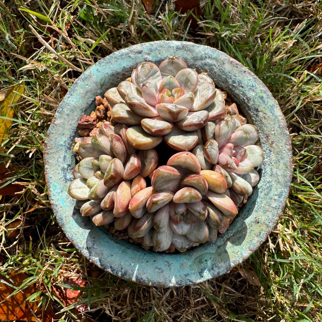 Graptoveria Amethorum 'grape' Cluster, 4heads, 3.1inches, Nice Color ...