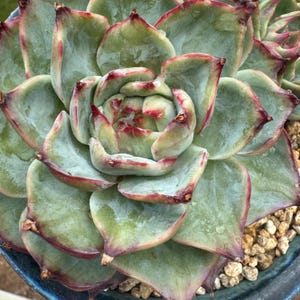 Rare Succulents Plants, Echeveria Agavoides 'casio', 2heads, 4.4inches - Etsy