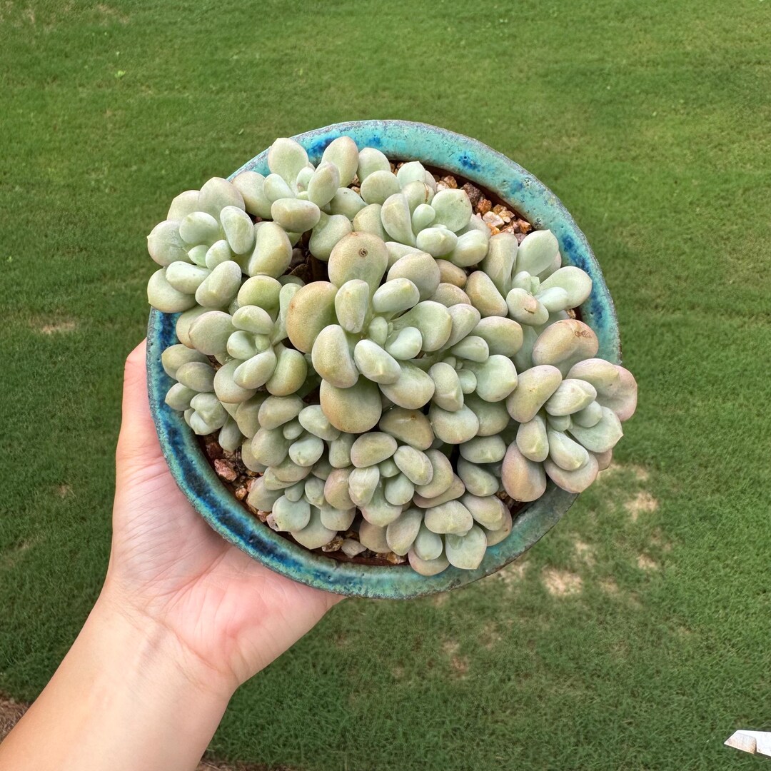 Rare Succulents, Pachyphytum 'BUBBLE GUM Hybrid' Cluster, 5inches - Etsy