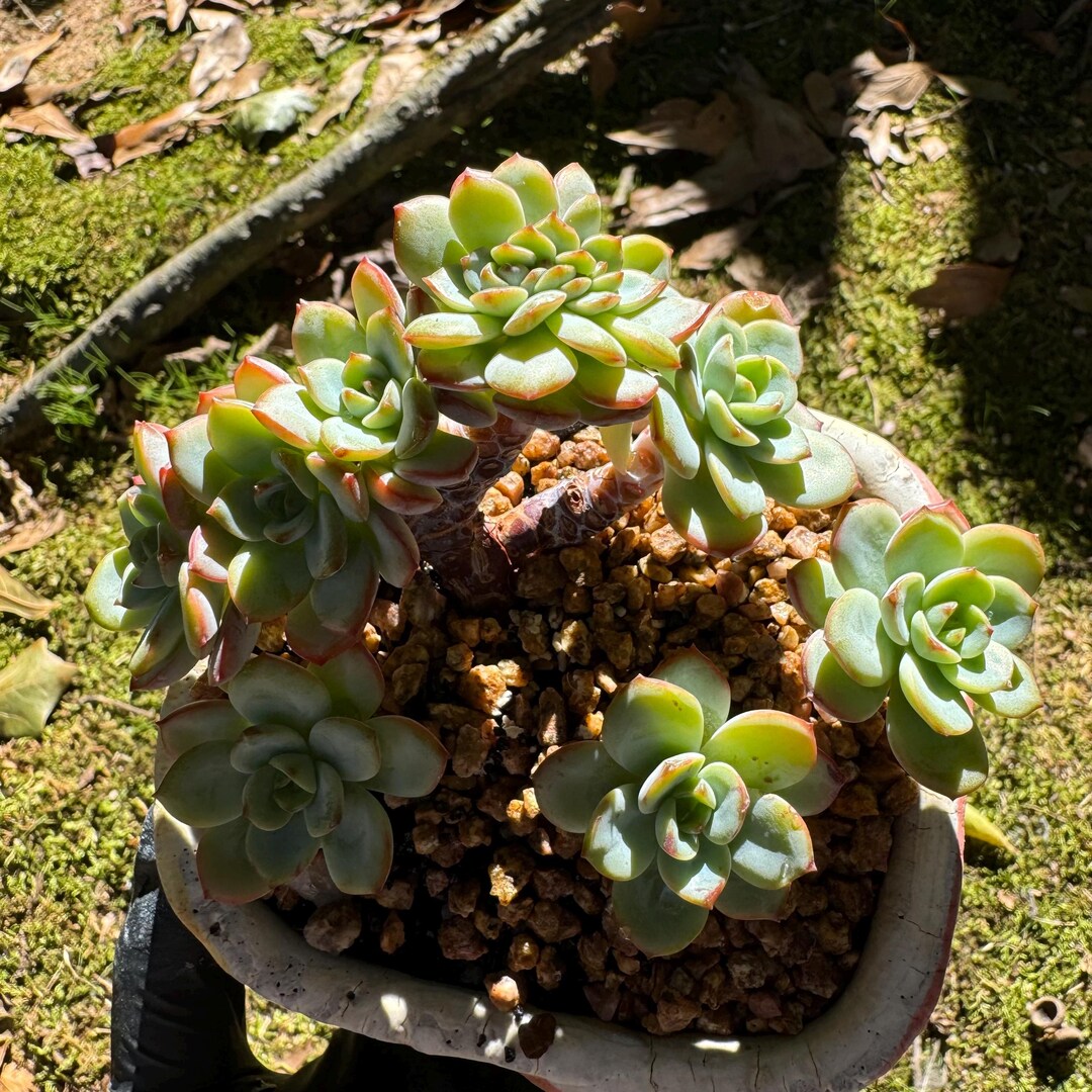 Echeveria 'atlantis' With Crest Cluster, 3.7inches, Bare Root, Imported ...