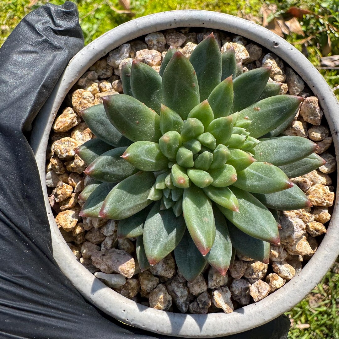 Rare Succulents Plants, Echeveri' Oracle Bone Inscriptions ' , 2.4in - Etsy