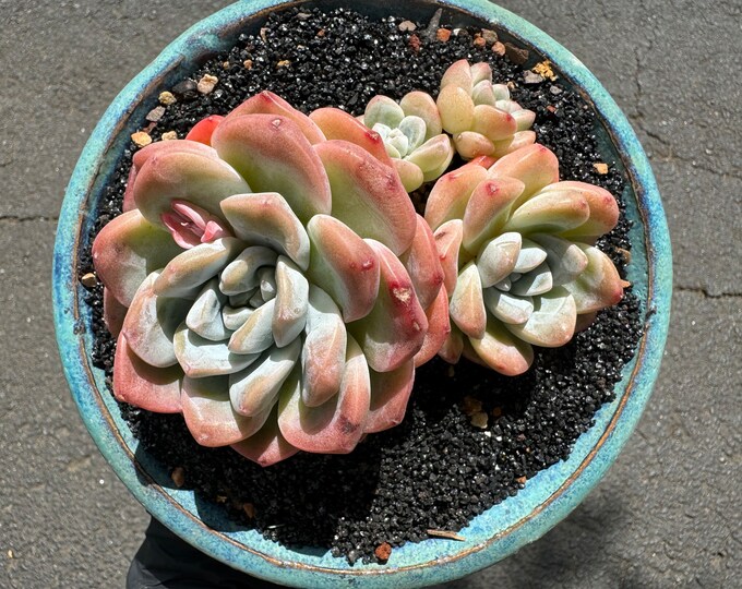 Echeveria 'ice Green' Big Cluster, High Quality, 4.3inches,2big Heads ...