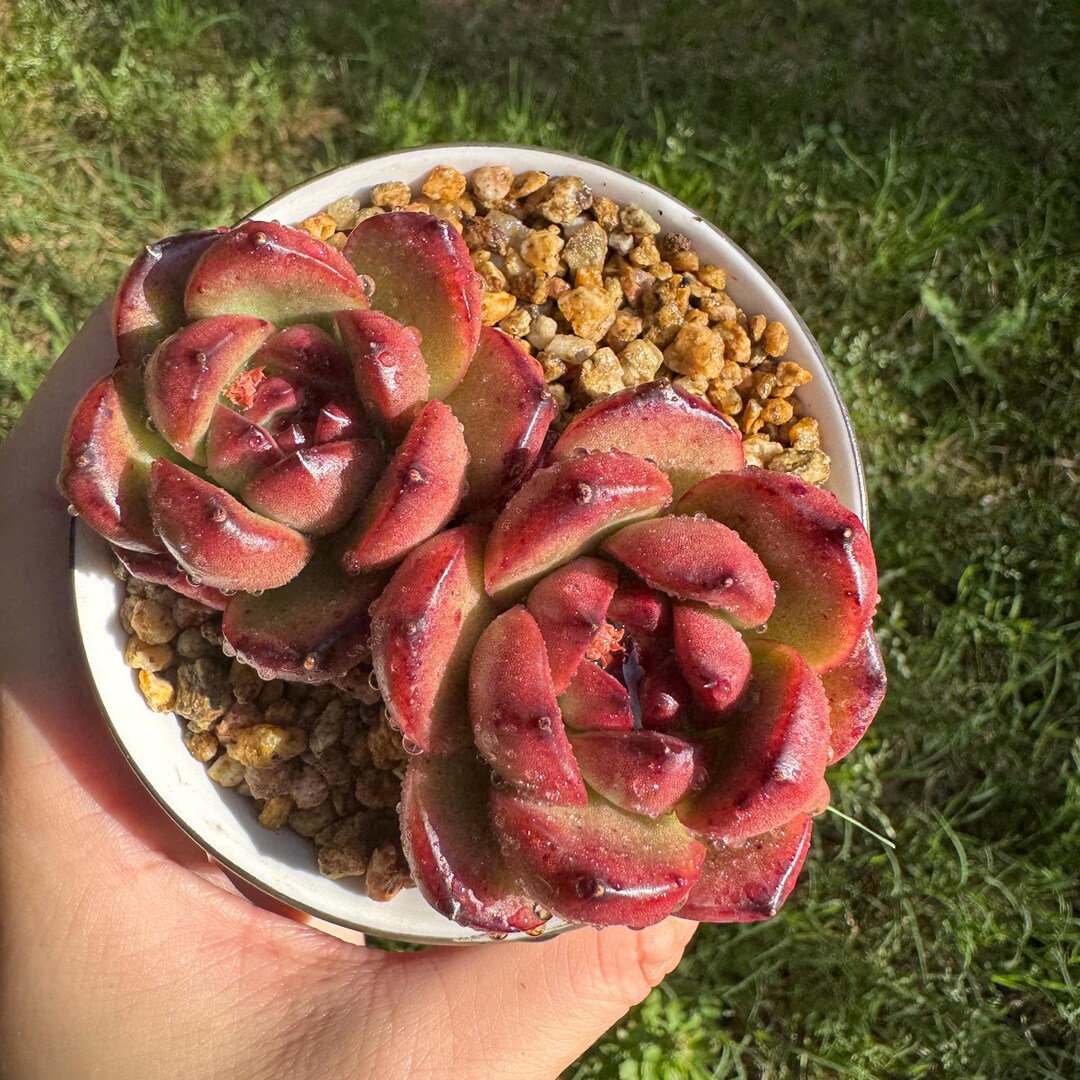 Echeveria Bloody 'TM', Bare Root, 2heads, 3.1inches - Etsy