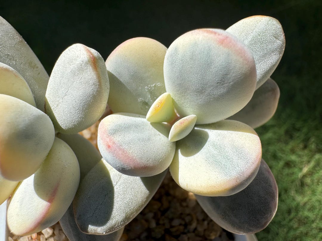 Cotyledon Orbiculate Variegated, 2 Heads 2.6inches, Bare Root, Imported ...