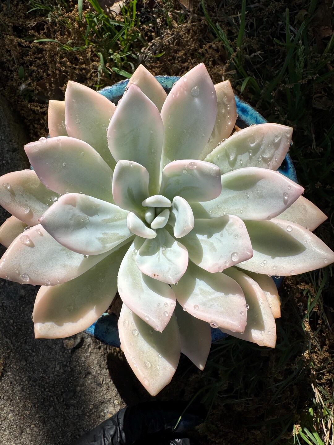 Graptoveria 'opalina Variegated’ Variegated, 4.5inches - Etsy