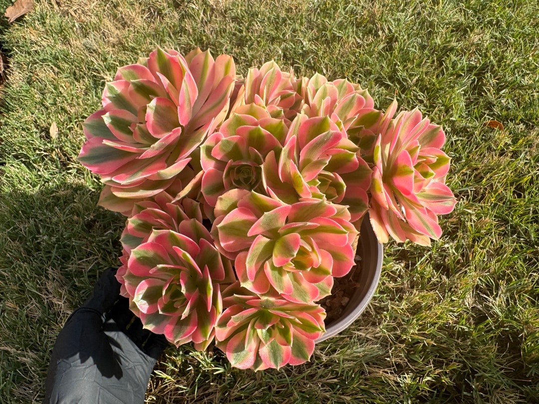 Aeonium' Pink Witch' Big Cluster Bare Root Imported - Etsy