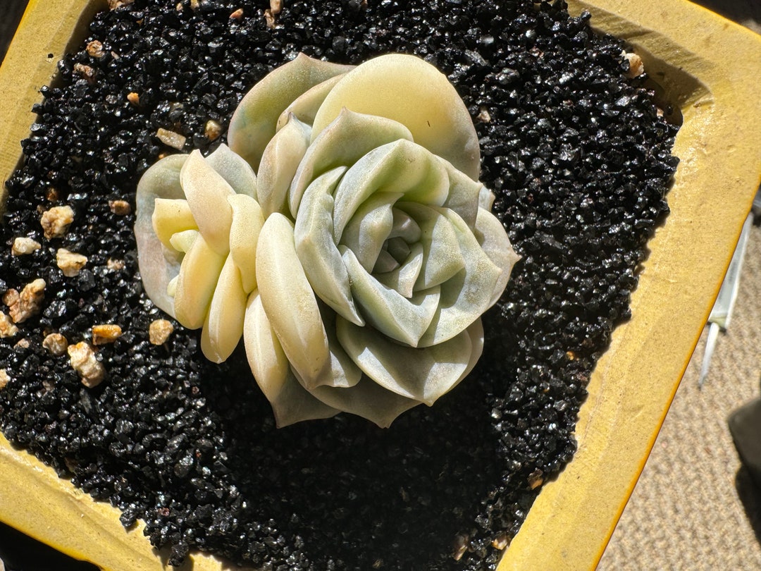 Echeveria 'lovely Rose' Variegated, 2.0inches, New Hybrid, Bare Root ...