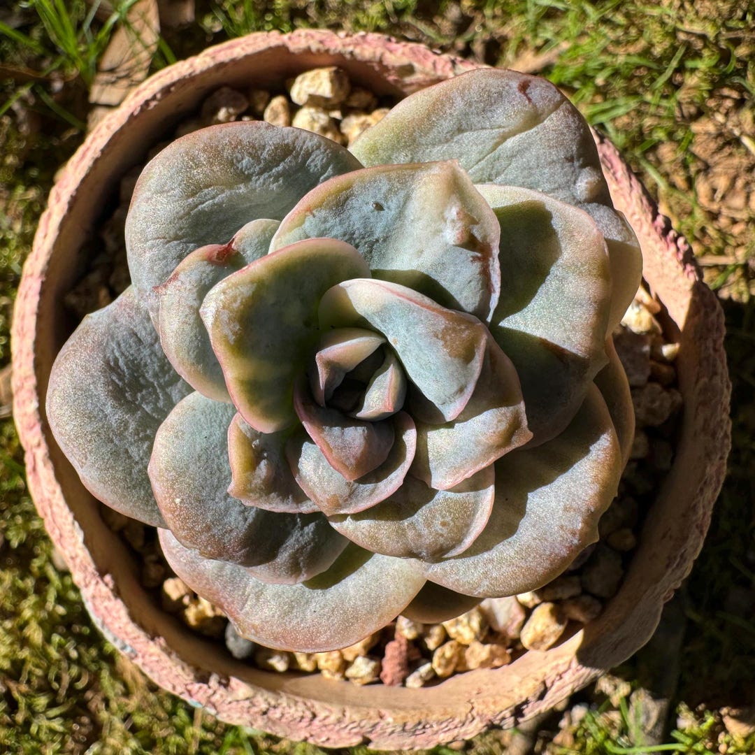 Echeveria 'lovely Rose' Variegated, 1.7 Inches, New Hybrid, Bare Root ...