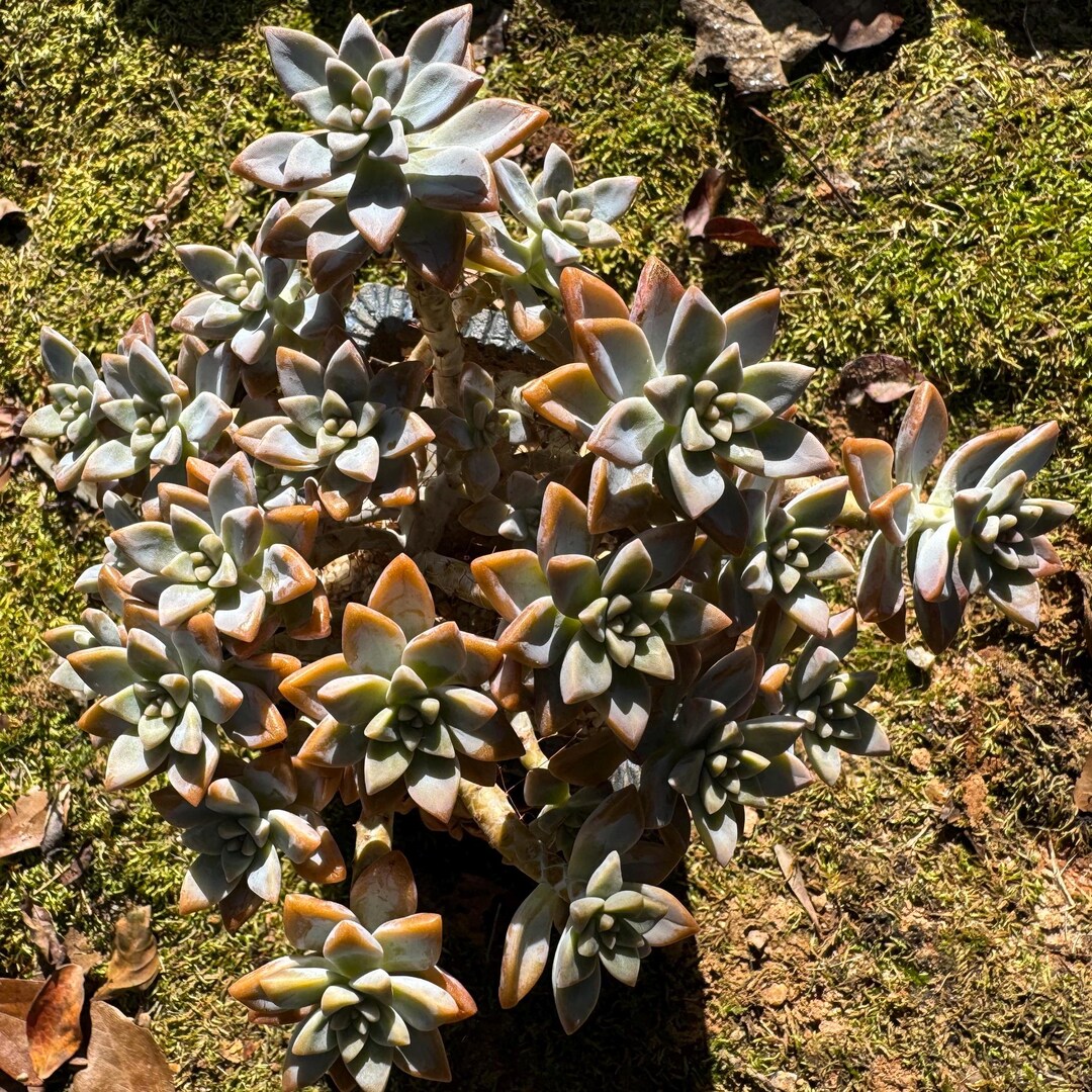 Graptopetalum 'victor Kane' Big Cluster, 5.2 Inches, Bare Root, Live ...