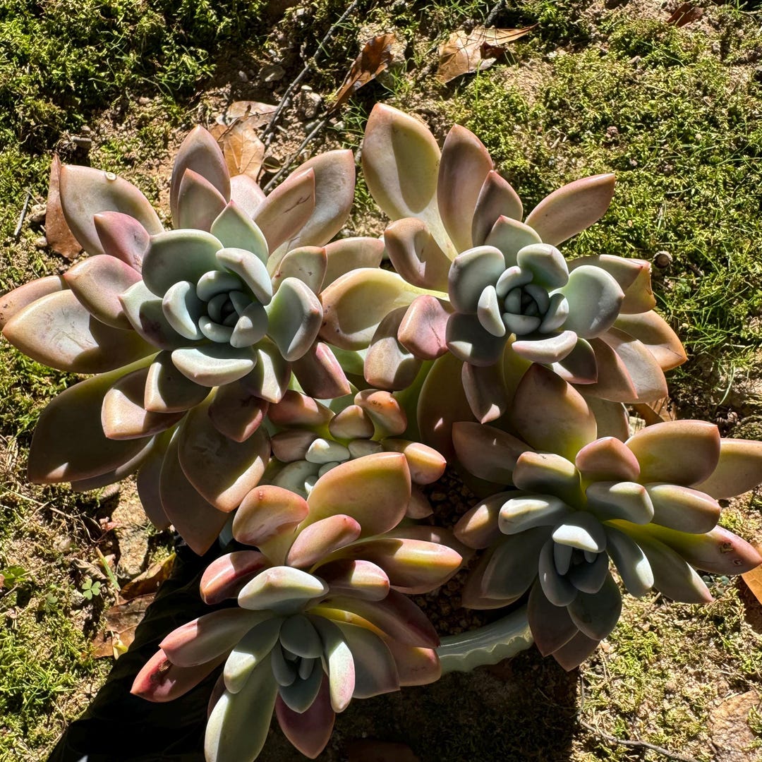 Echeveria Korean Graptoveria 'opalina' Big Cluster, 5 Heads, High Quality ,more Than 6 Inches ...