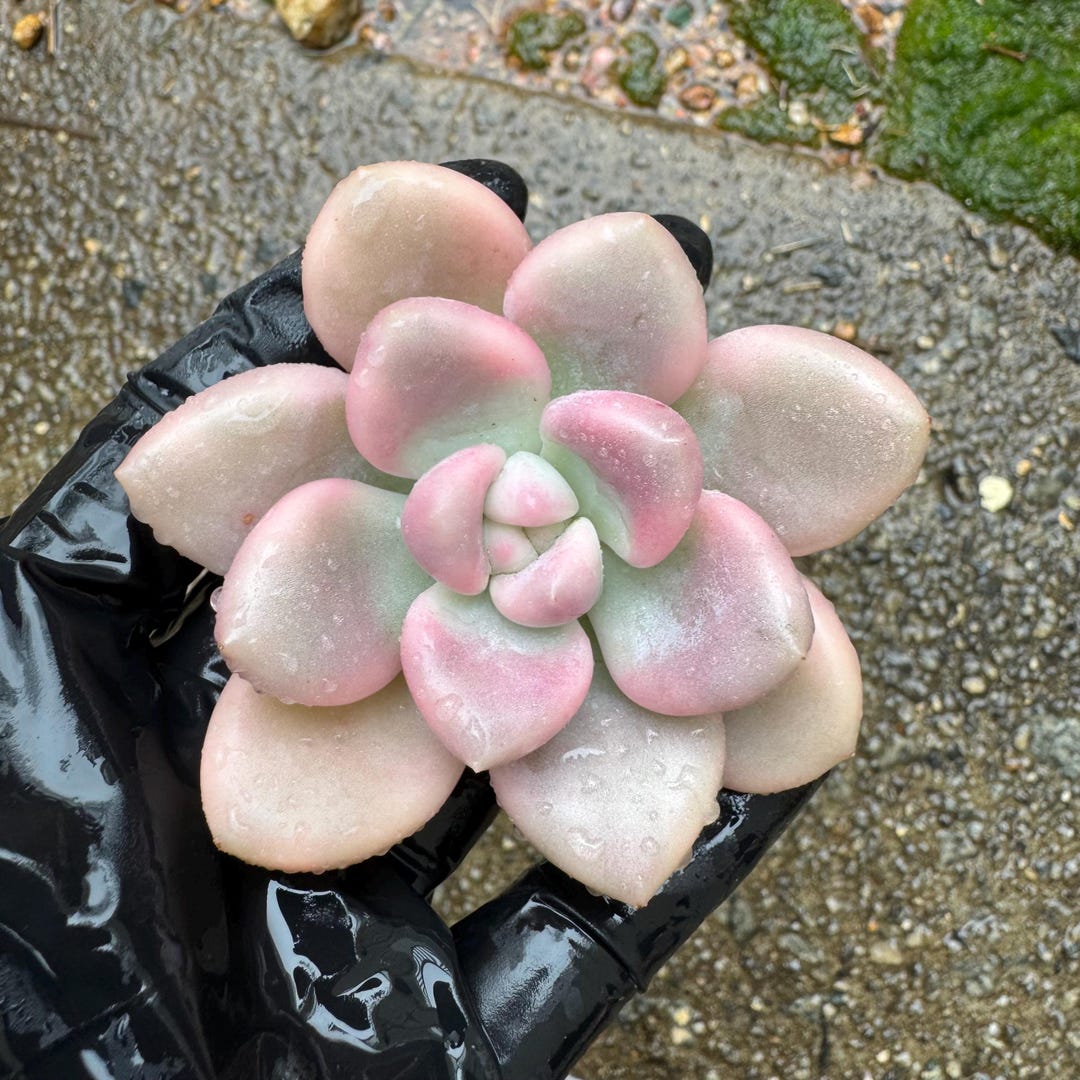 Graptoveria 'opalina Variegated’ , Small Single Head, 2.4inches, High Quality , Rare Succulent ...