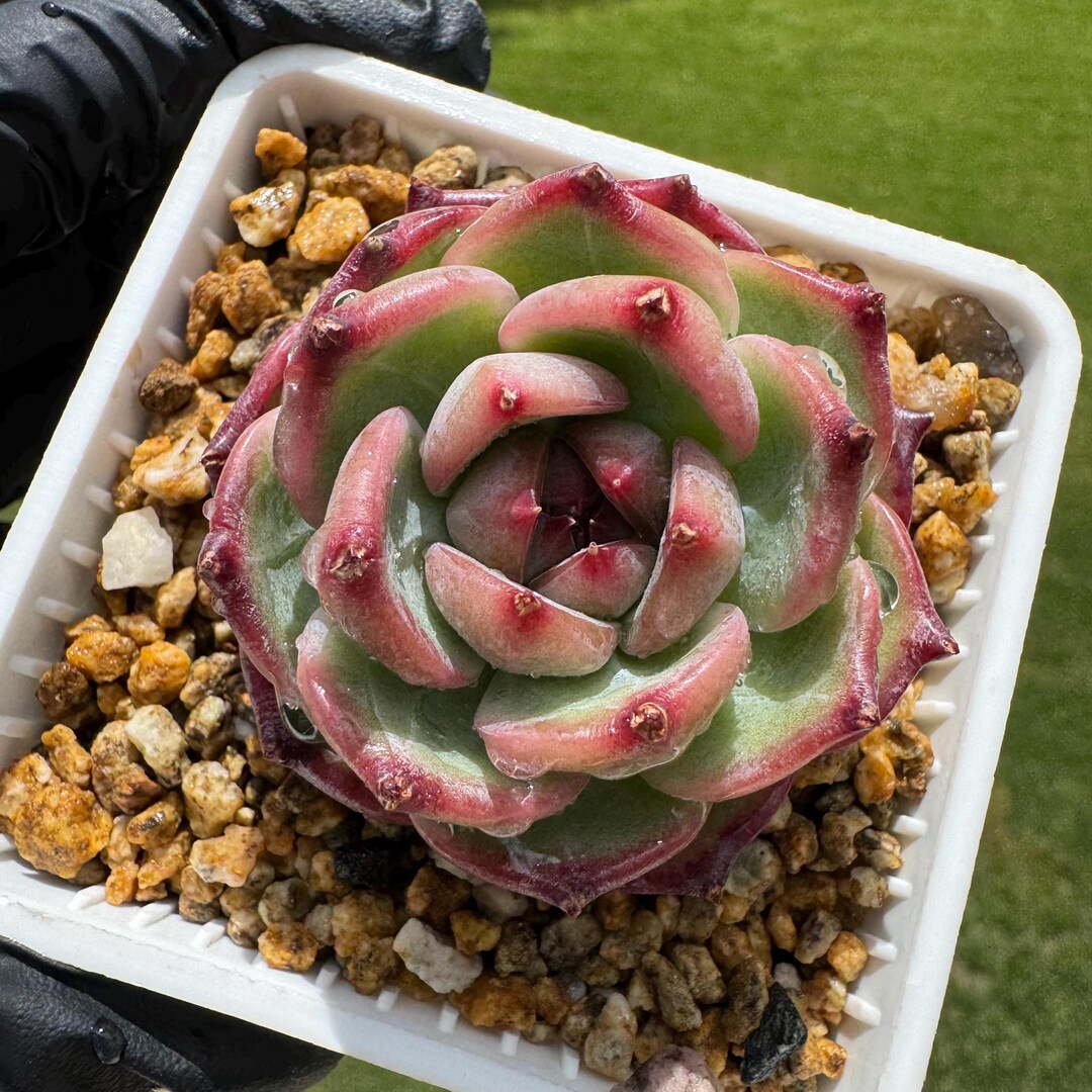 Rare Succulents, Echeveria'jack Fruit ', 2inches - Etsy