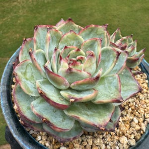 Rare Succulents Plants, Echeveria Agavoides 'casio', 2heads, 4.4inches - Etsy
