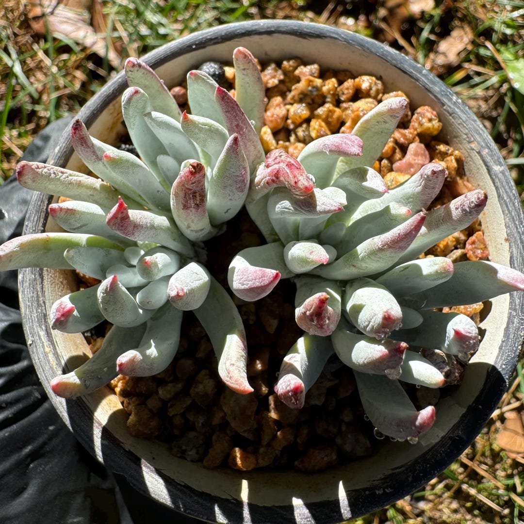Dudleya Virens Ssp.' Hassei' Small Cluster, 2.0inches, Bare Root ...