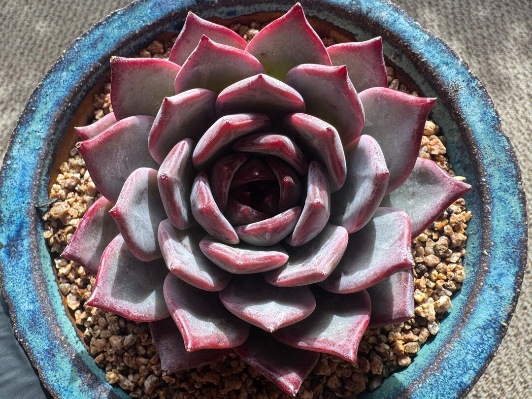 ECHEVERIA 'LATAM', Big Single Head, 3.3inches, Nice Color, Imported ...