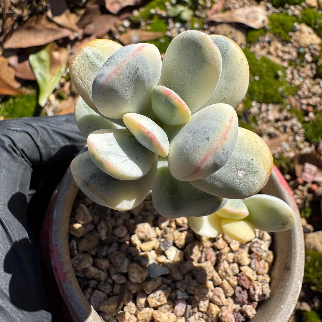 Cotyledon Orbiculate Variegated, 1big Head With 2babies, 1.7inches ...
