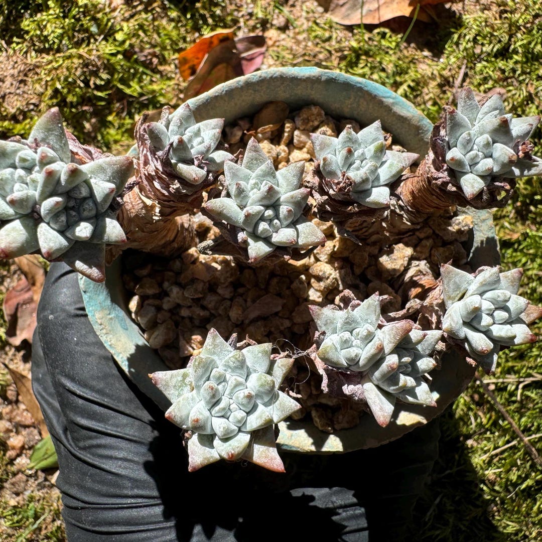 Dudleya Greenei 'white Sprite' Small Cluster, Nice Color, Live Plant ...